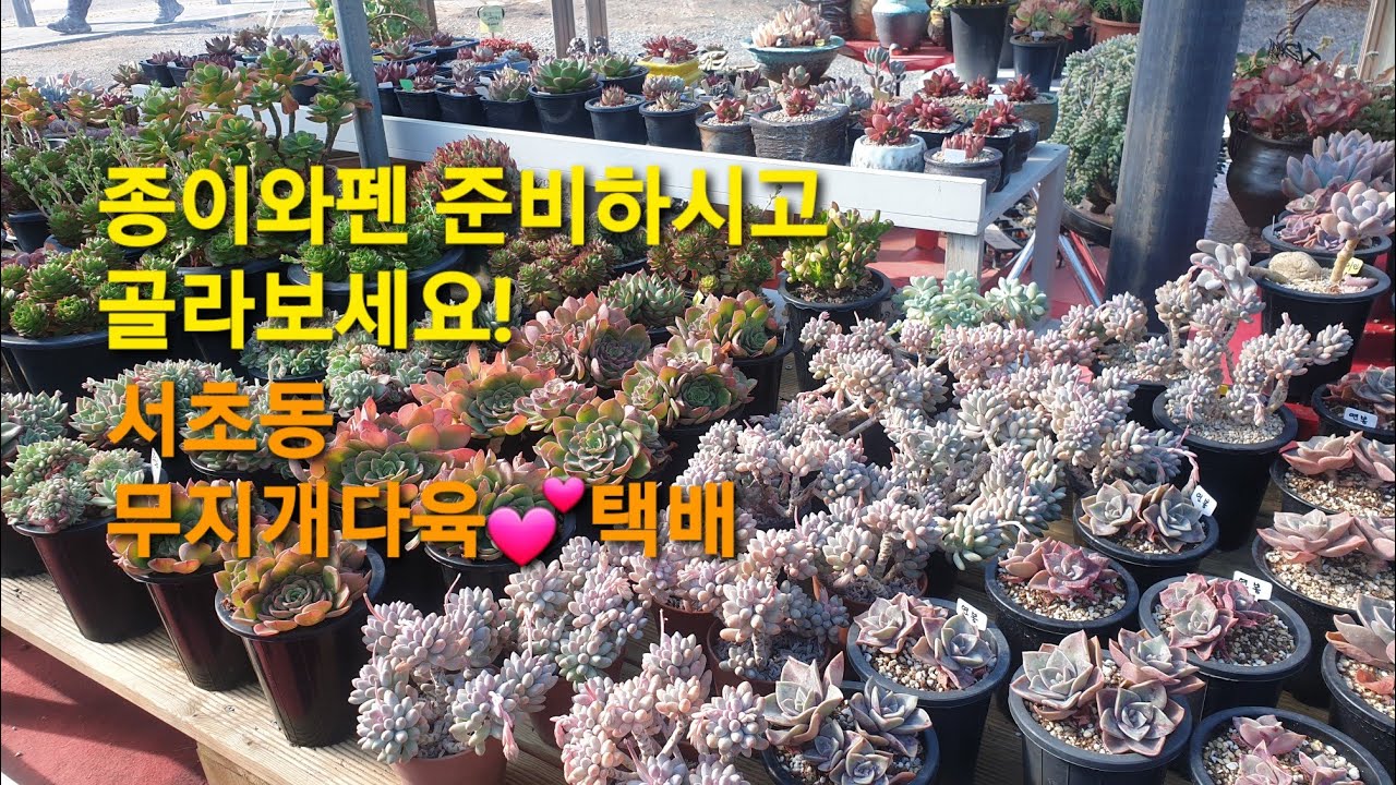 종이와펜 준비하시고 골라보세요 무지개다육💕택배 서초동다육 무지개다육 다육이쇼핑 다육이택배 500원다육파는곳 오렌지