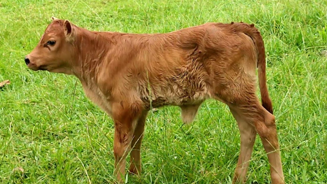 Beautiful Calf and Cute - 4 days old - YouTube