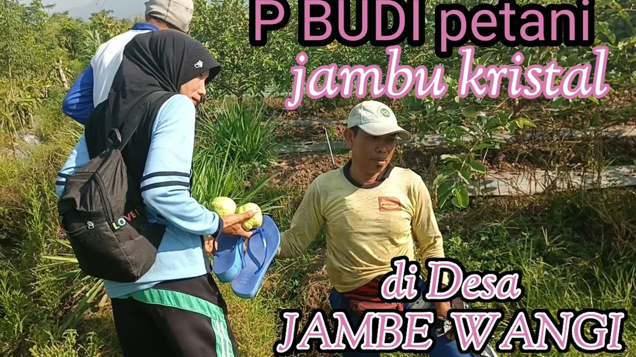 Di Desa Jambe Wangi banyak petani sukses wauuu keren - YouTube