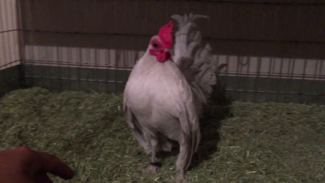 Oegb Self Blue Traído de USA 🇺🇸 - YouTube