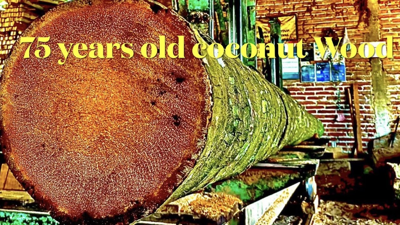Amerika sawmill smart and Sharp..! Coconut timber premium 75 years old ...