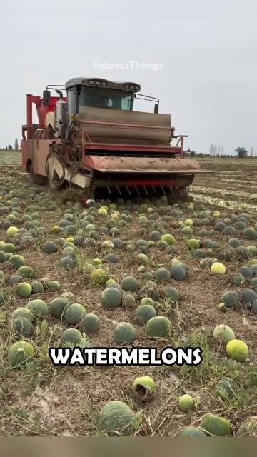 Why Are These Farmers Destroying Watermelons? - YouTube