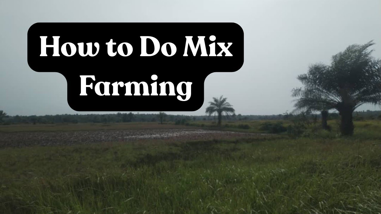 How to Do Mix Farming ☘️☘️ With Cassava and Corn ☘️☘️ Farming In Sierra ...