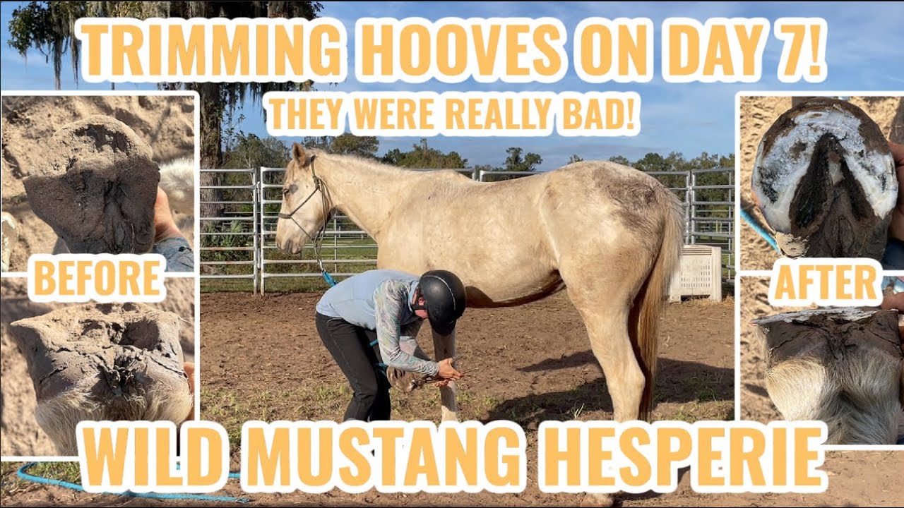 TRIMMING HOOVES ON DAY 7?! | Mustang Hesperie 8 - YouTube