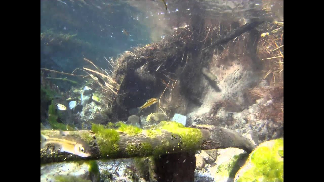 Moapa Dace and Moapa White River Springfish Foraging - YouTube