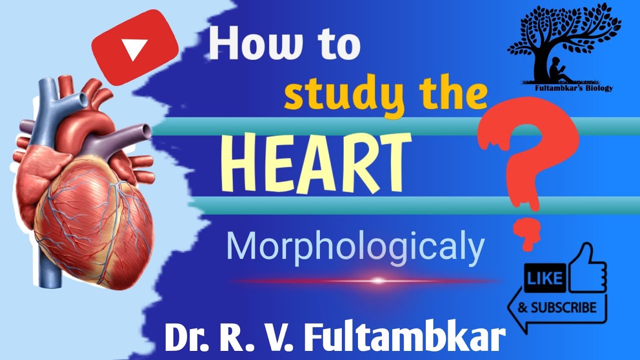Heart Morphology/Morphology of Human Heart Part 1# NEET 2024 - YouTube