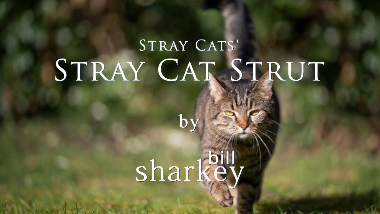 Stray Cat Strut - Stray Cats (cover-live by Bill Sharkey) - YouTube Music