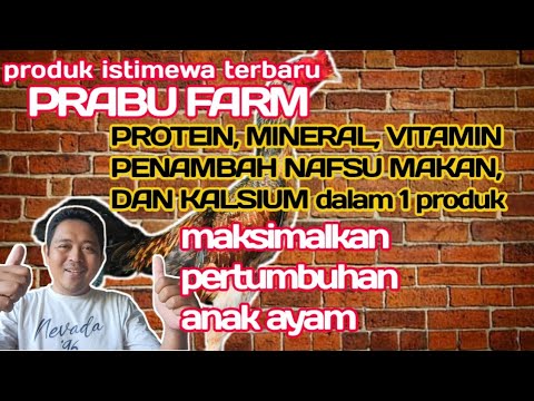 Produk baru PRABU FARM untuk memaksimalkan pertumbuhan anak ayam - YouTube