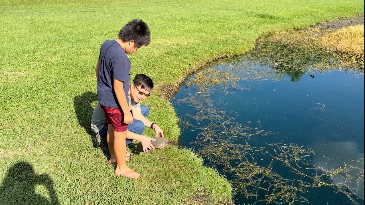 Dad and Son Rescue a Lost Turtle 🐢 | Back to the Pond Where It Belongs - YouTube