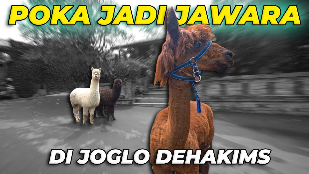 BARU KETAUAN!! ALPACA DEHAKIMS PUNYA ALPHA 😱 - YouTube