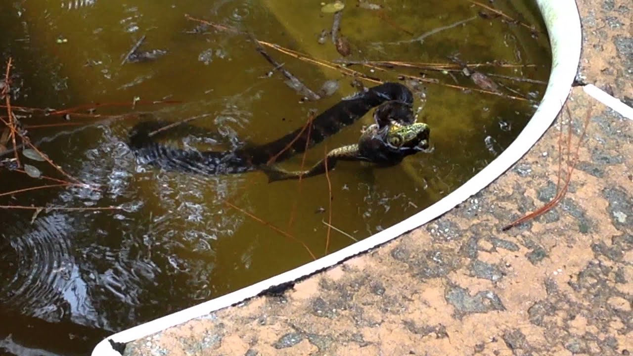 Banded water snake helps rid my unused pool of a bullfrog 9/29/14 a ...