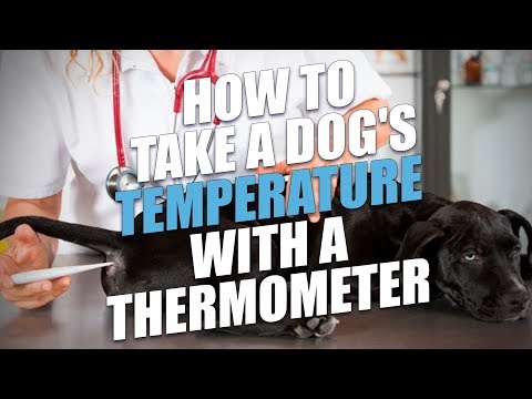 How to Use a Thermometer to Take a Dog's Temperature (Simple Method ...
