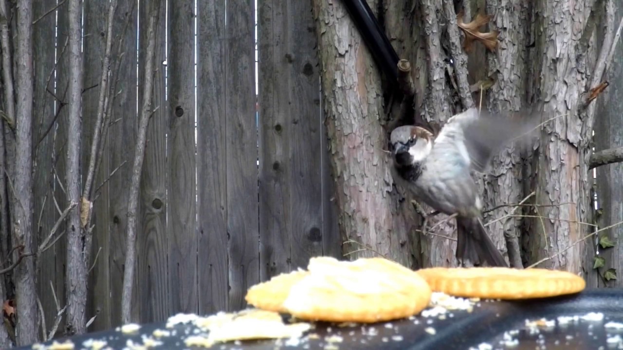 bird landing in slow motion - YouTube