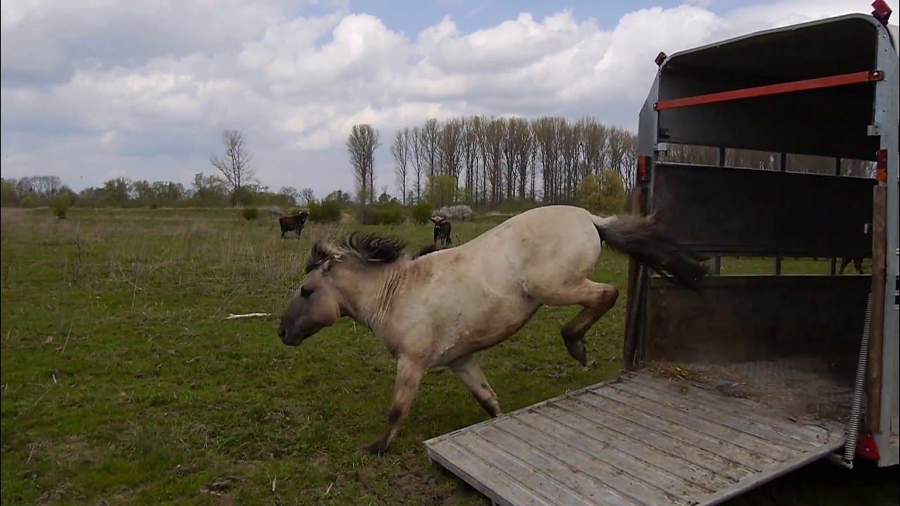 Ein Neuer Hengst Für Die Stuten In Der Hellinghauser Mersch Youtube