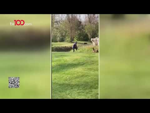 11 beyaz kaplanın bulunduğu alana gizlice girdi!