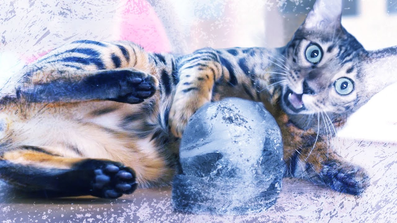 Why did this Cat Freeze of the ICE?ㅣDino cat - YouTube