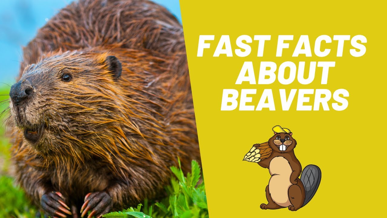 Beaver Facts | Beaver 101 - YouTube