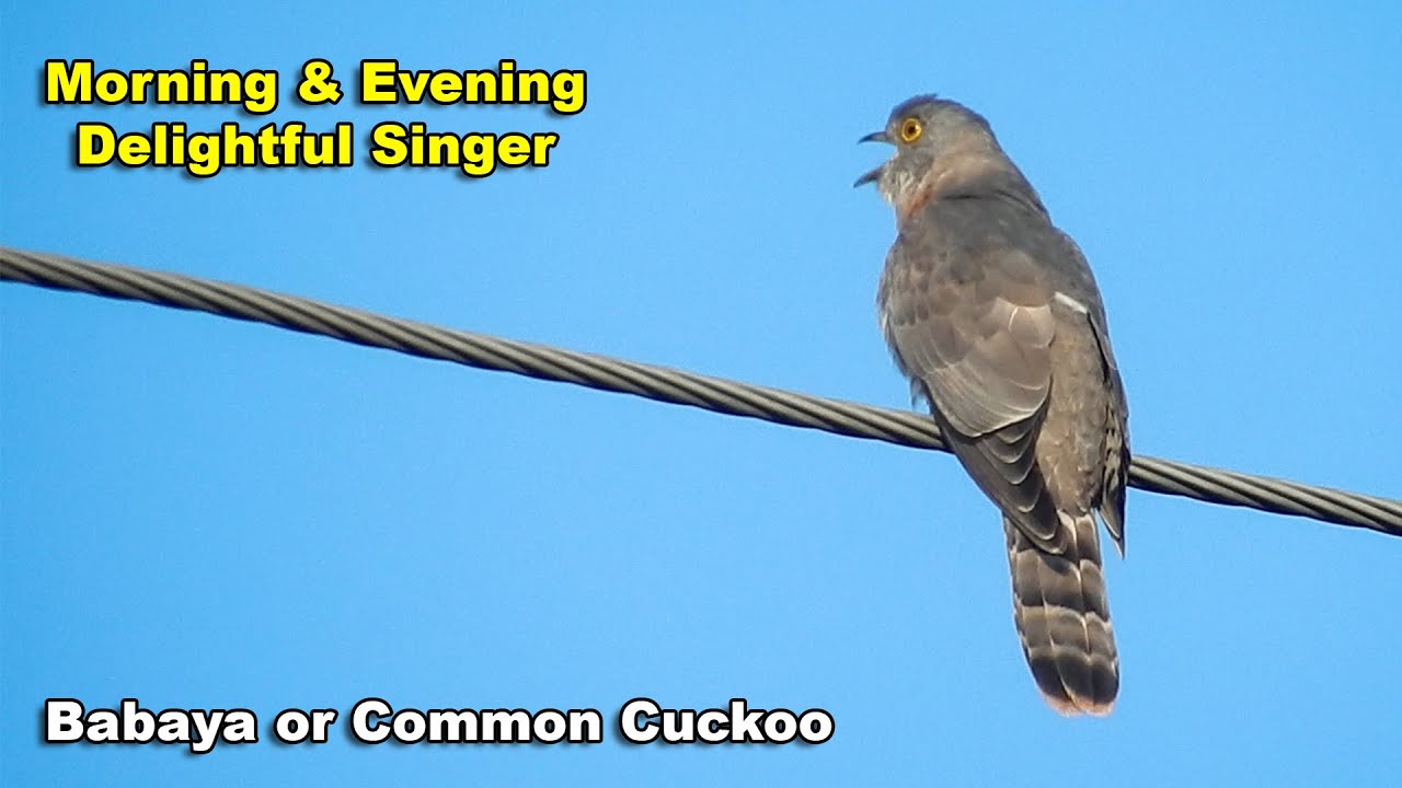 Koel ki Awaz | Koyal Bird Singing Song | Cuckoo Bird Sound | Koel Bird ...