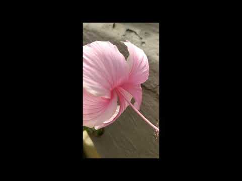 pink hibiscus#shorts