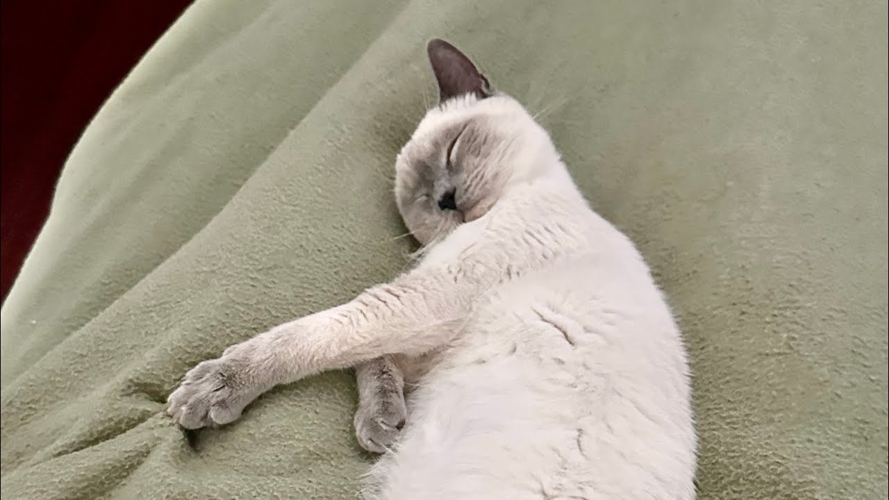 My kitten cat not eating but has a bloated stomach? this could be FIP ...
