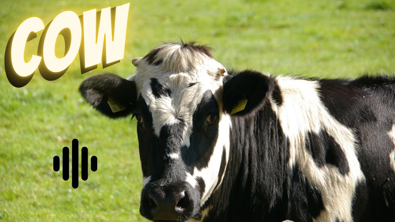 Cow sound. - YouTube