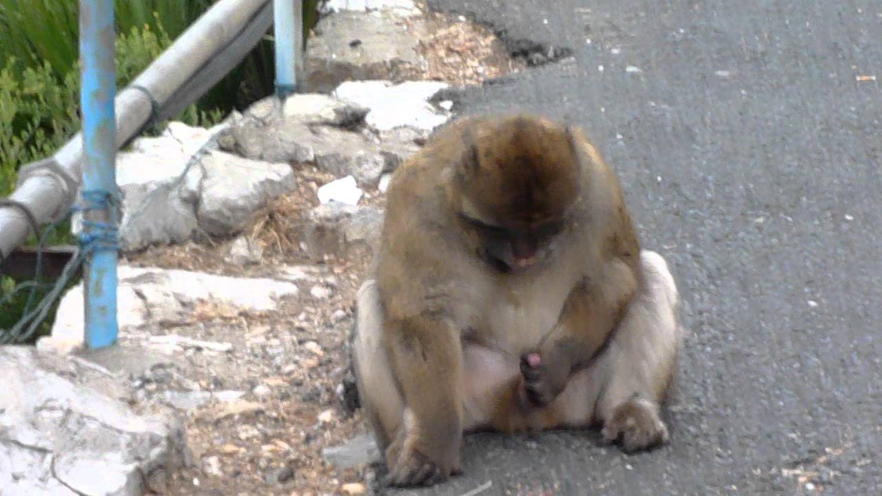 Inappropriate Monkey - YouTube
