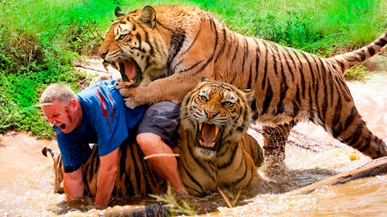 The Most DANGEROUS Tiger Encounters Ever Caught on Camera! - YouTube