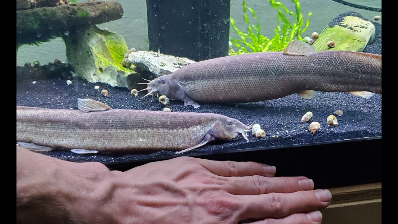 Largest Dojo Loaches On the Internet Pt 2 #Shorts - YouTube