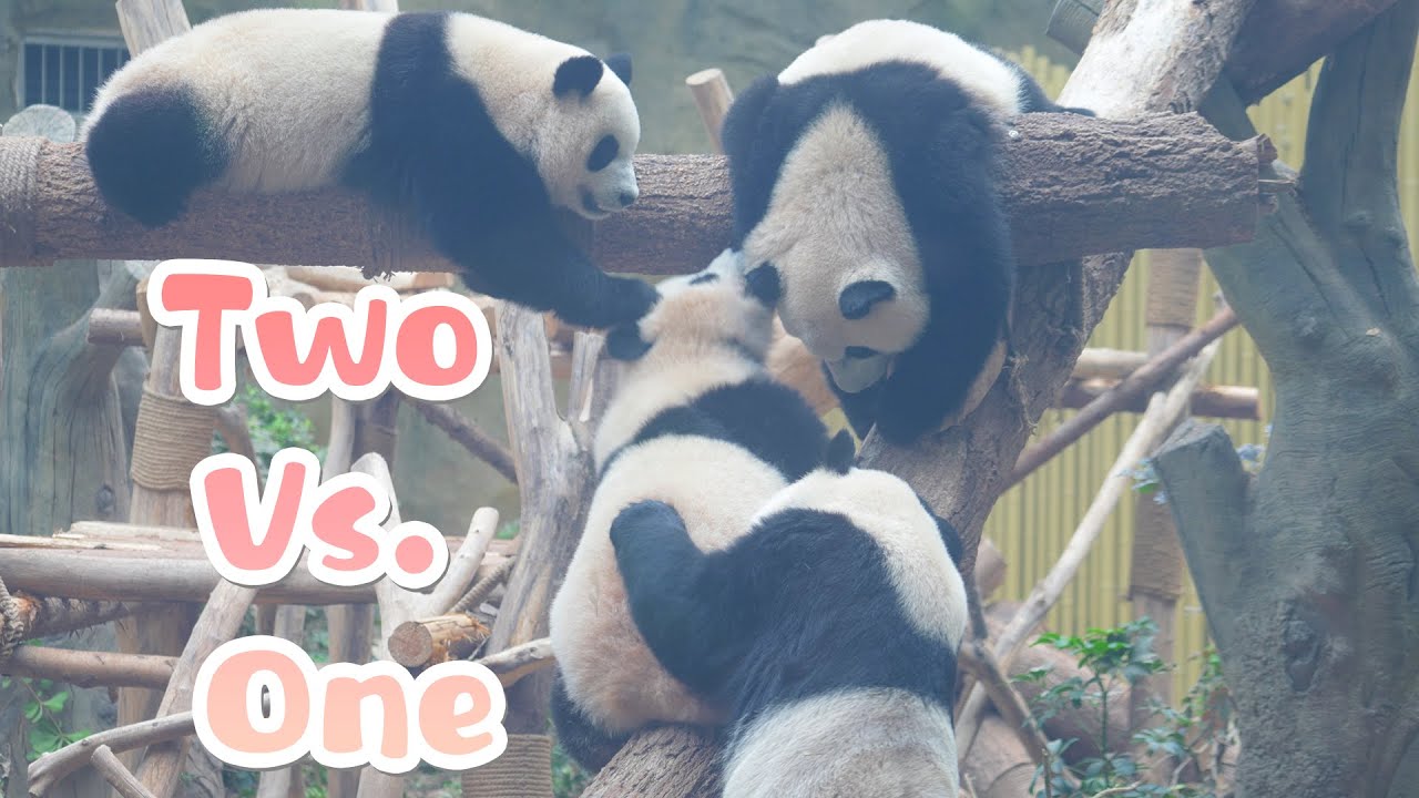 Not Fair, Two Vs. One | iPanda - YouTube