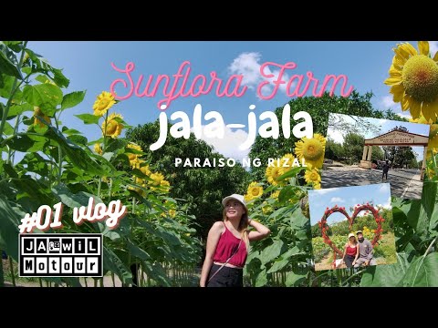 #JAwilmotour #1stVlog #SunFlora #SunflowerFarm SUNFLORA FARM| SUNFLOWER ...
