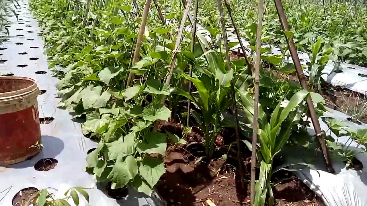 Part 2 Tumpangsari 5 Tanaman - YouTube