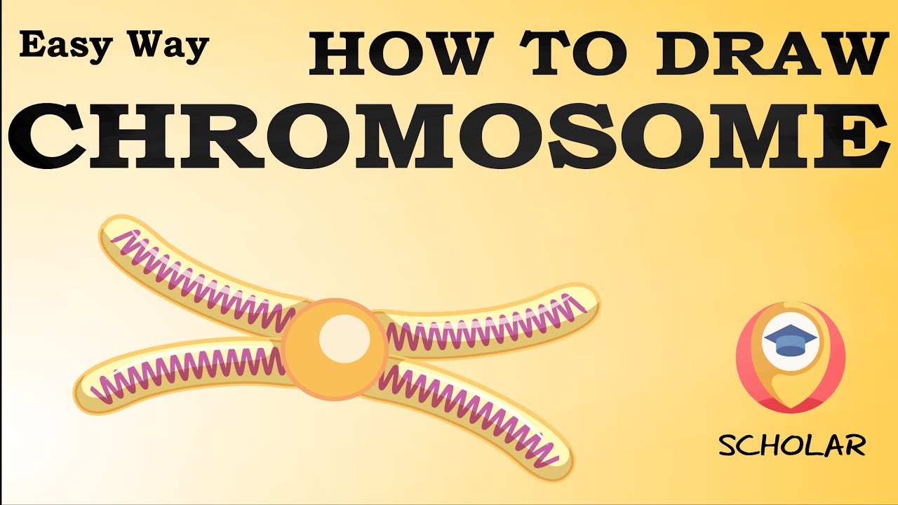 How to Draw the Structure of Chromosome - YouTube