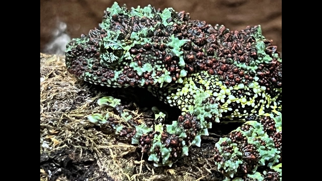 Vietnamese Mossy Frogs, How we breed and care for these amazing frogs ...