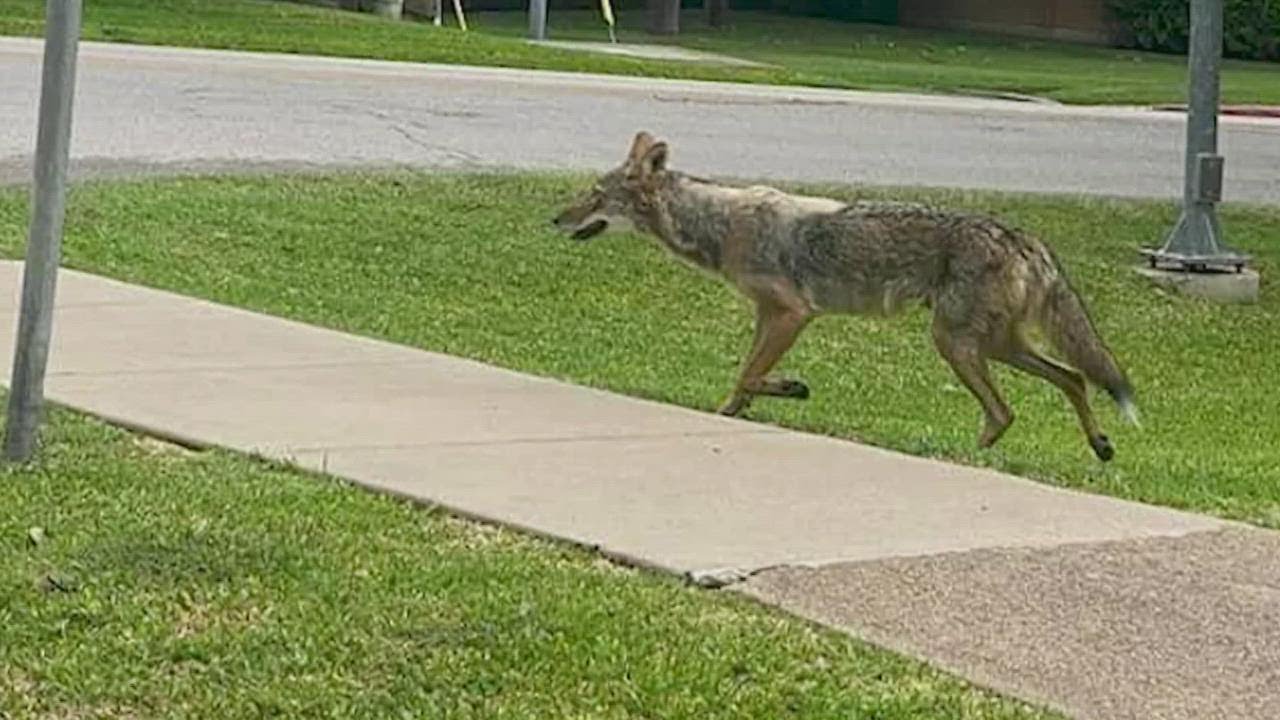 Dallas Animal Services unveils plan to manage Coyotes - YouTube