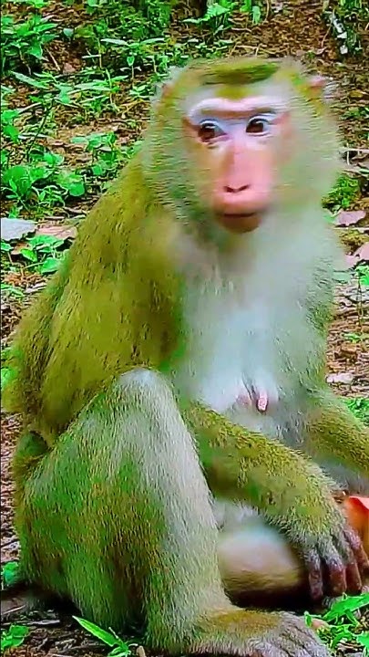 The Monkeys Stunned Big Python They Are Scared Very Shout Out - YouTube