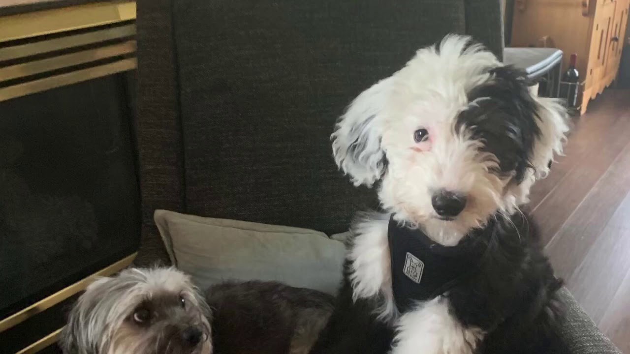 The Best Darn Dog In The World - YouTube