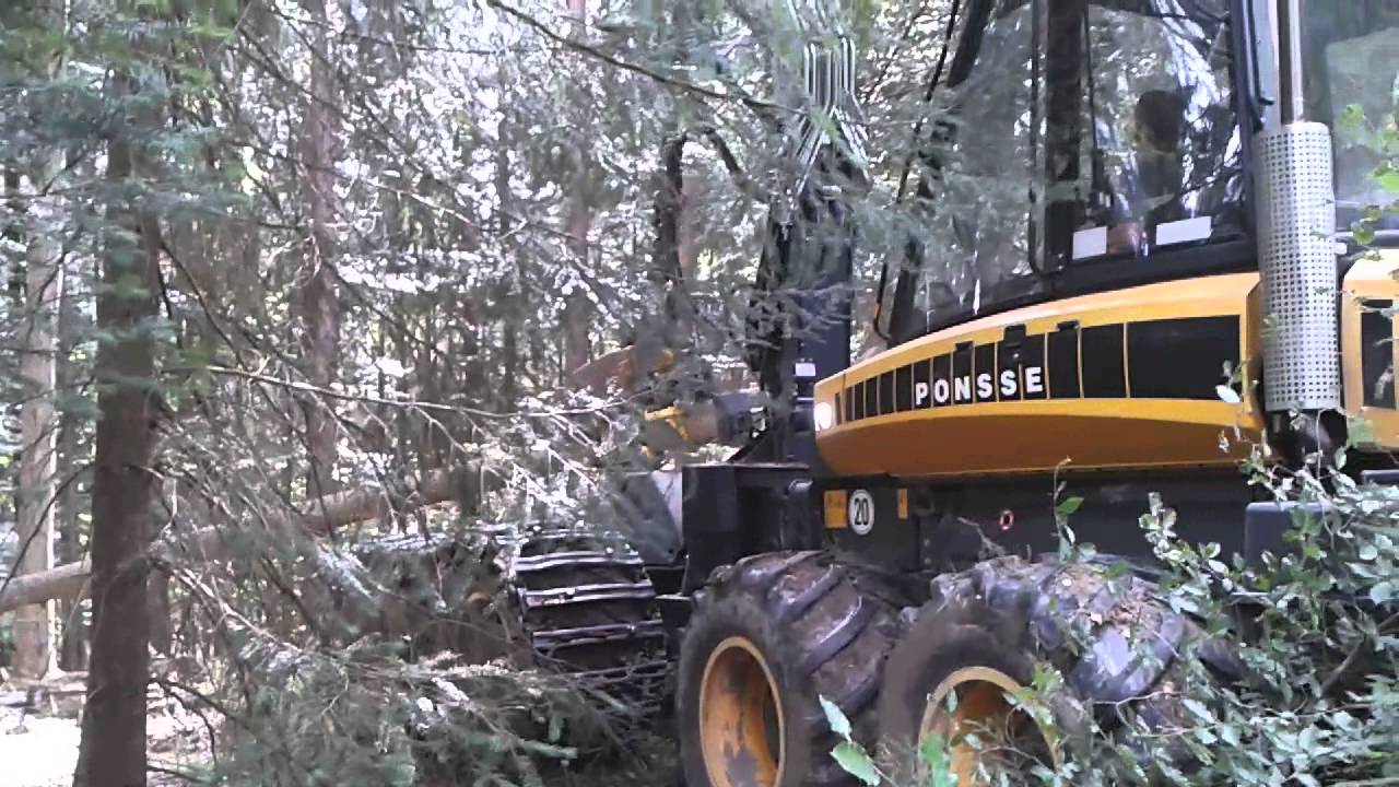 Ponsse Fox H6 - YouTube