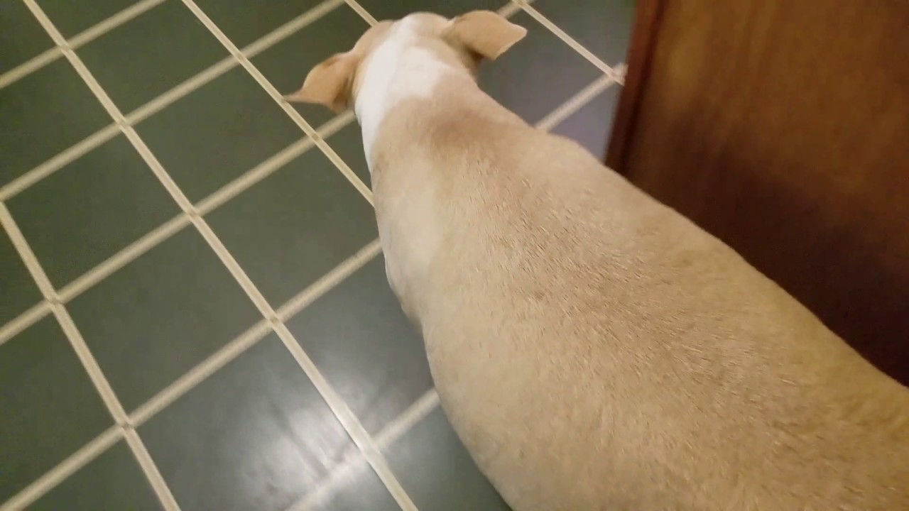 SO PEEEPEEE... - YouTube