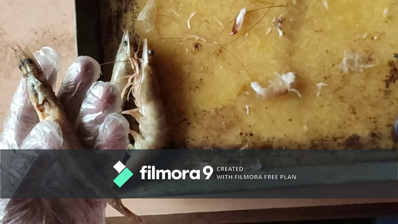 prawn nervous system dissection - YouTube