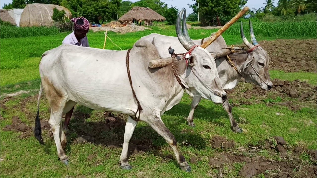 bulls ploughing the field by farmer | bull ploughing cow ploughing ...