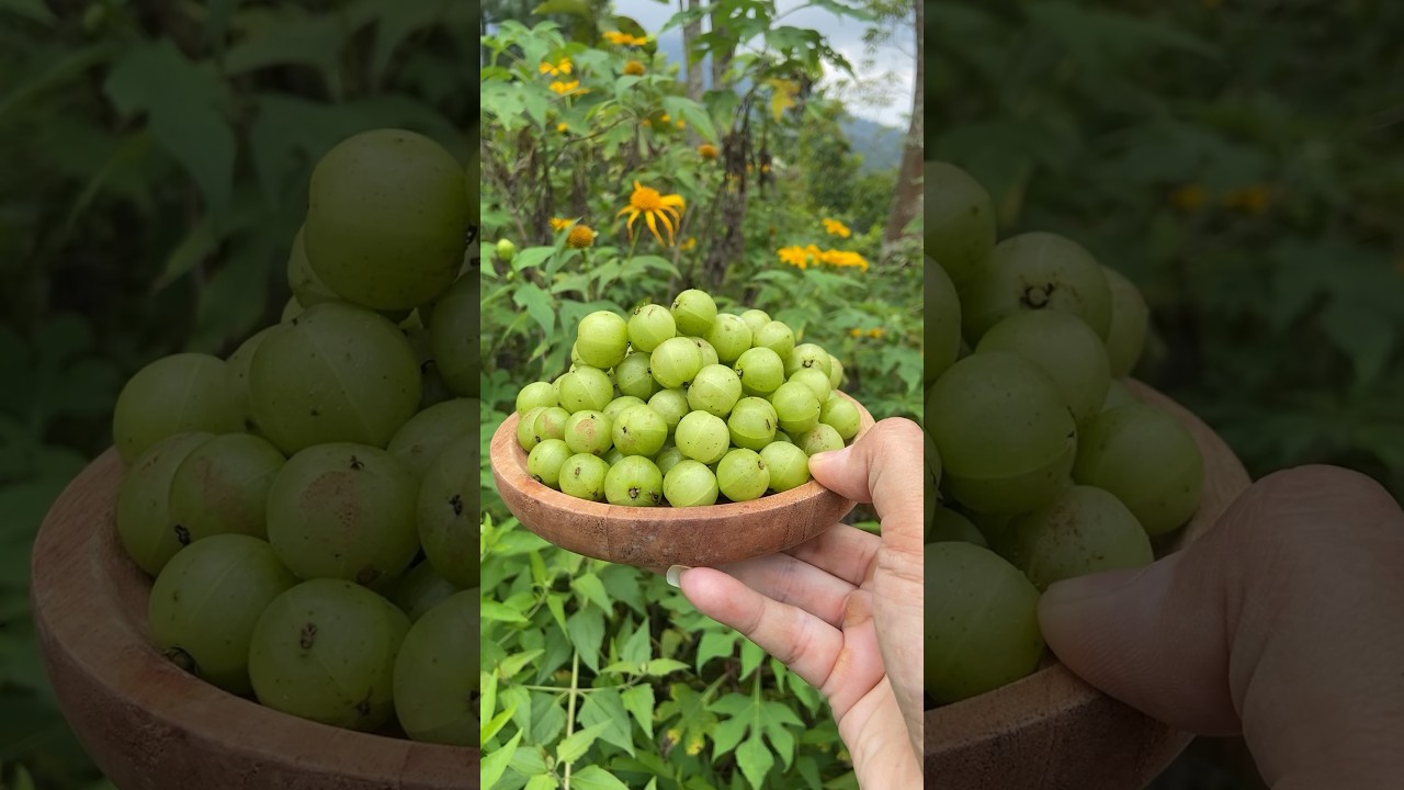 Buah malaka #buah #buahindonesia #fruit #buahlangka #berkebun # ...
