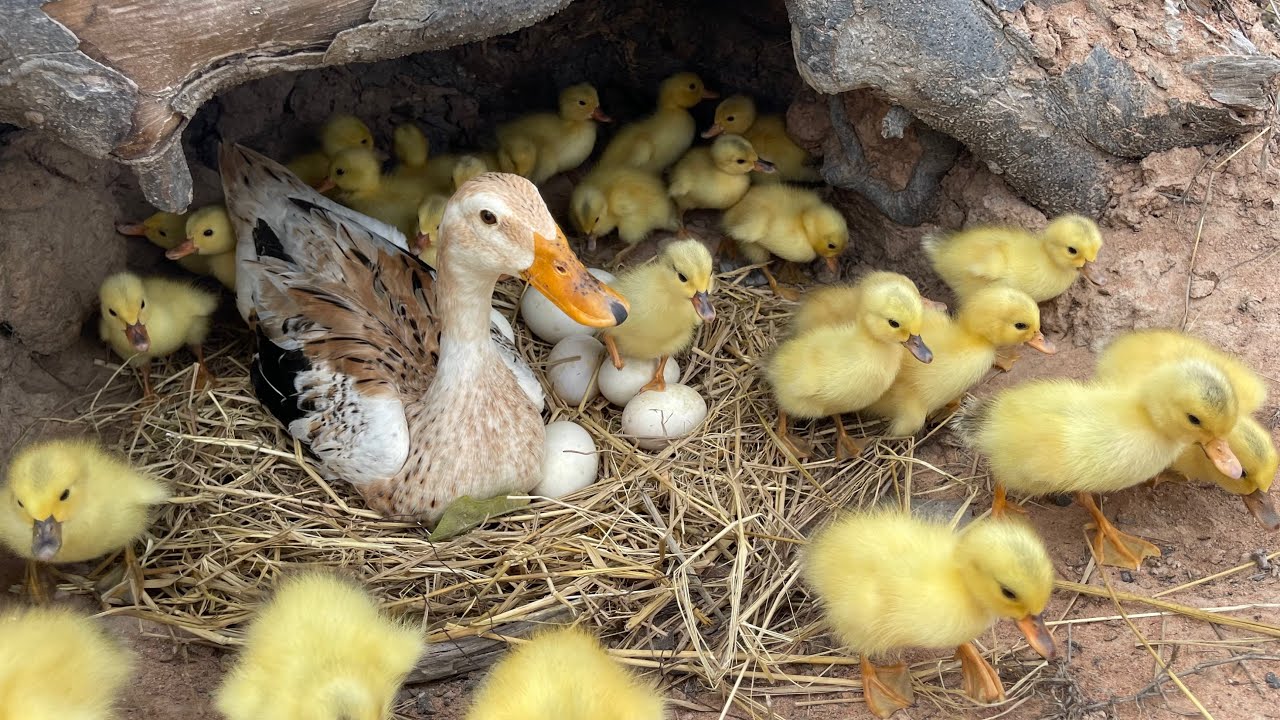 Amazing Pekin 50 Duckling Hatching Eggs | Cute Baby Duck Born - YouTube