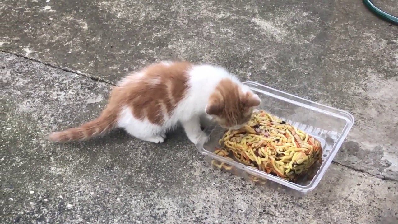CAT EATS STIR FRY NOODLES!!!!! - YouTube