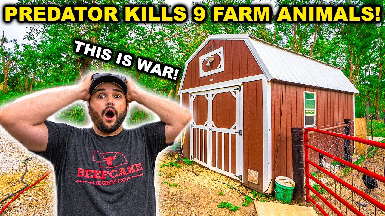 Predator ATTACKS My BACKYARD Farm and KILLS 9 Animals in 1 NIGHT ...