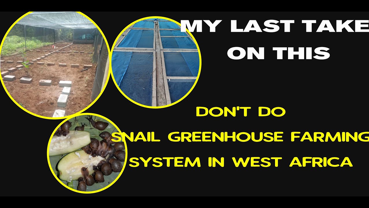 Snail Greenhouse farming in West Africa is unnecessary (part 2). My ...