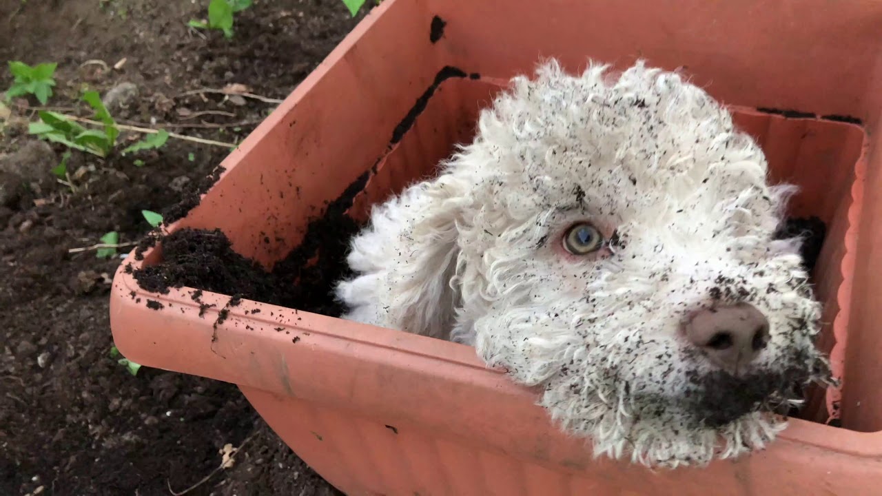 Taavi puutarhatöissä. Lagotto, Italian vesikoira, koiranpentu. 4K 60fps ...