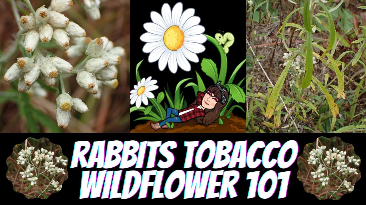 Rabbits Tobacco ~ Pseudognaphalium obtusifolium ~ Wildflower 101 ...