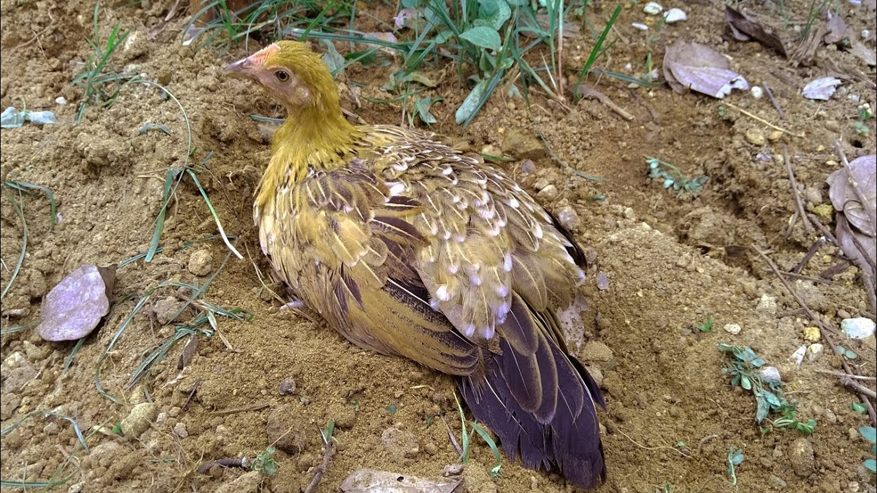 Female Hen Claws Ground Alone In Garden - YouTube