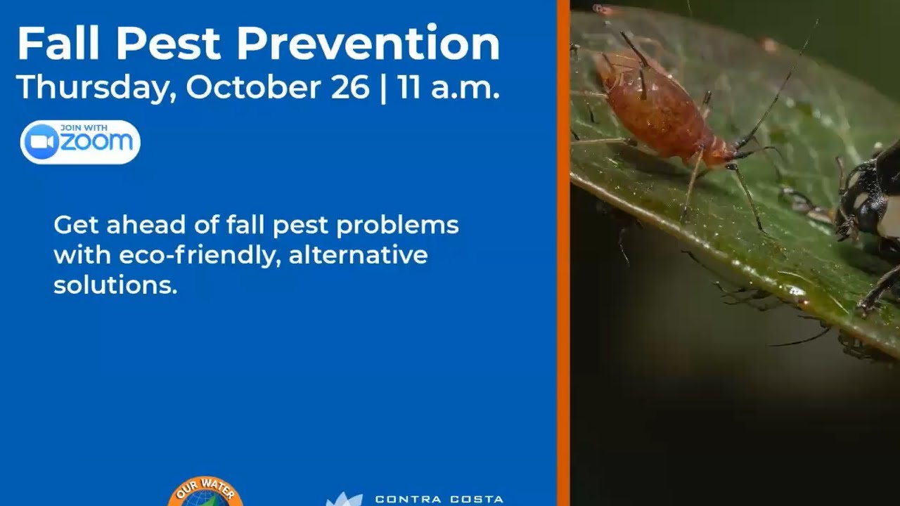 Fall Pest Prevention - YouTube