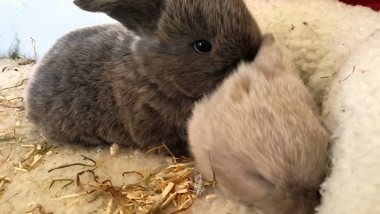 Lilac, seal point and black baby mini lops. - YouTube